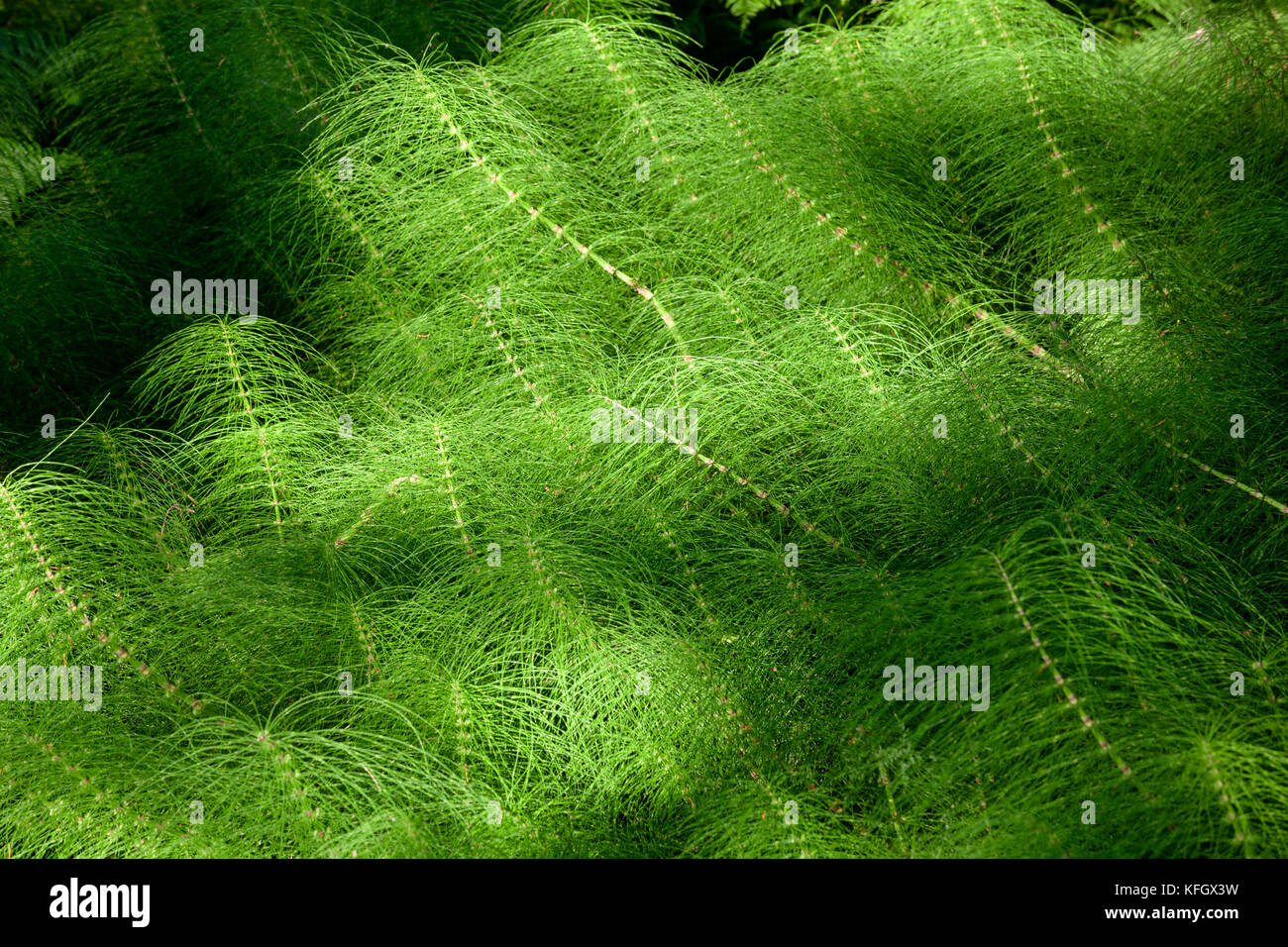 Concept weeds hi-res stock photography and images - Alamy