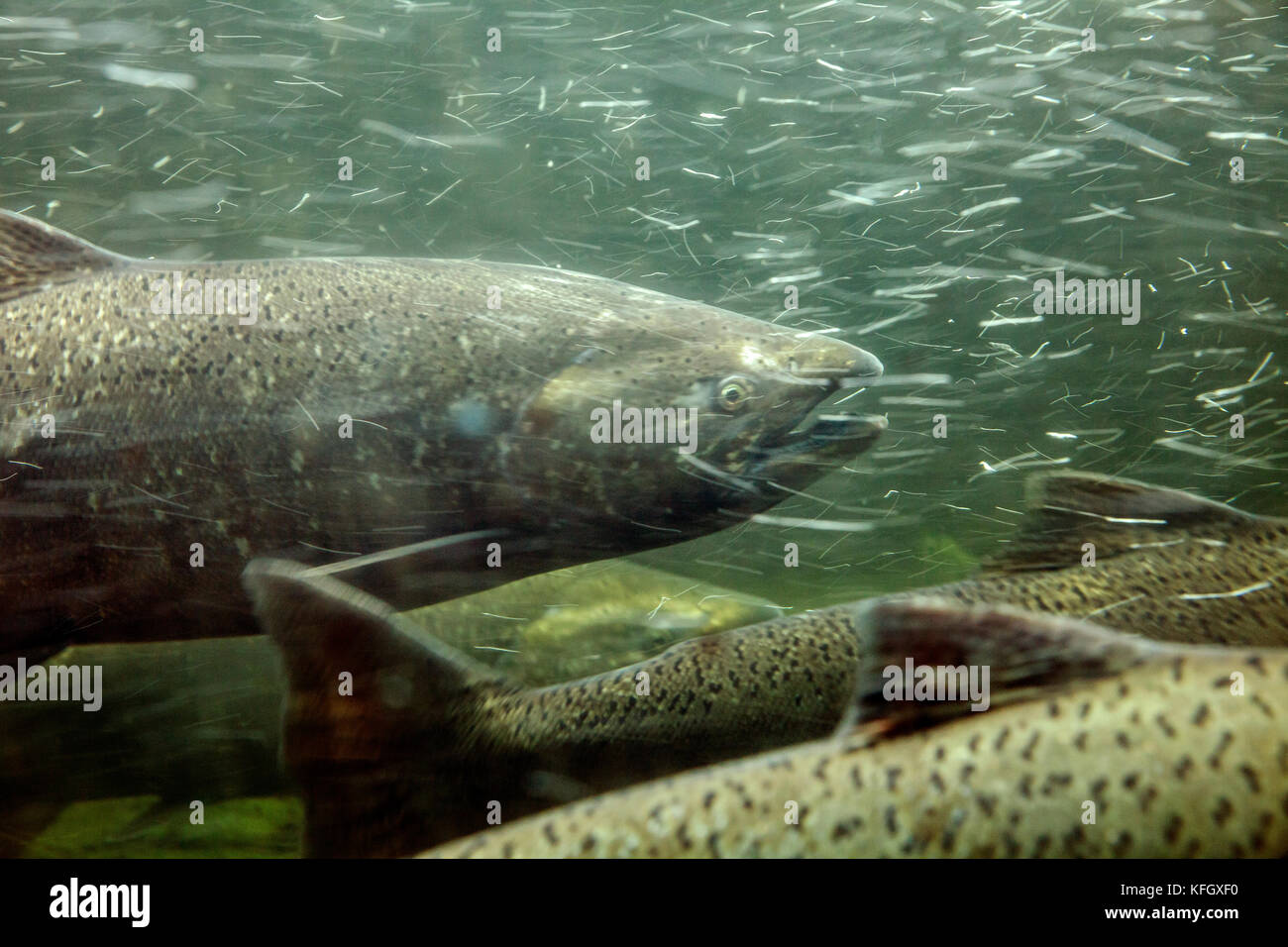 Salmon fish ladder hi-res stock photography and images - Alamy