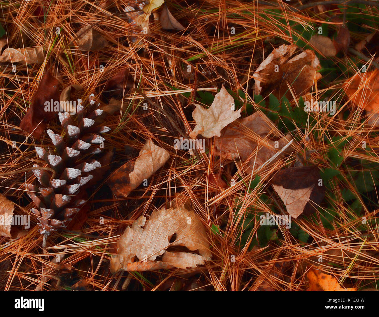 ground of the forest in autumn Stock Photo - Alamy
