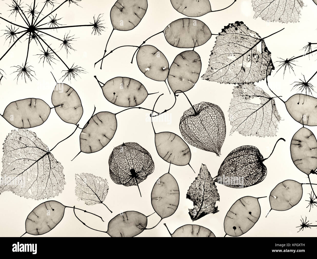 Black and red seed pods hi-res stock photography and images - Alamy