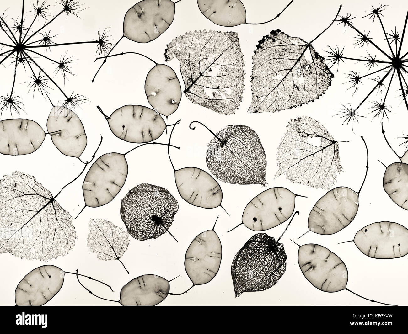 Pretty seed pods hi-res stock photography and images - Alamy