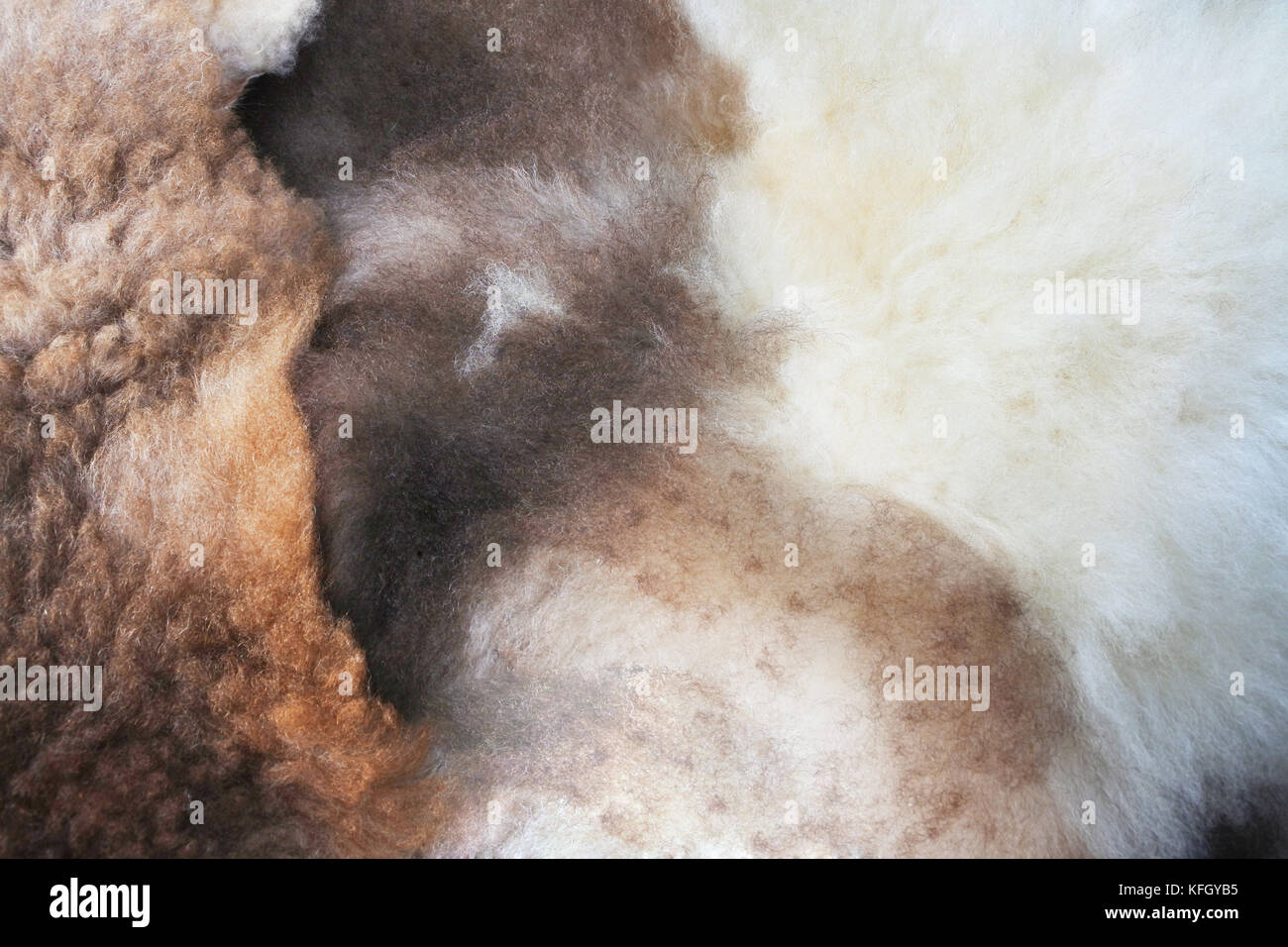 Sheeps fleece hi-res stock photography and images - Alamy
