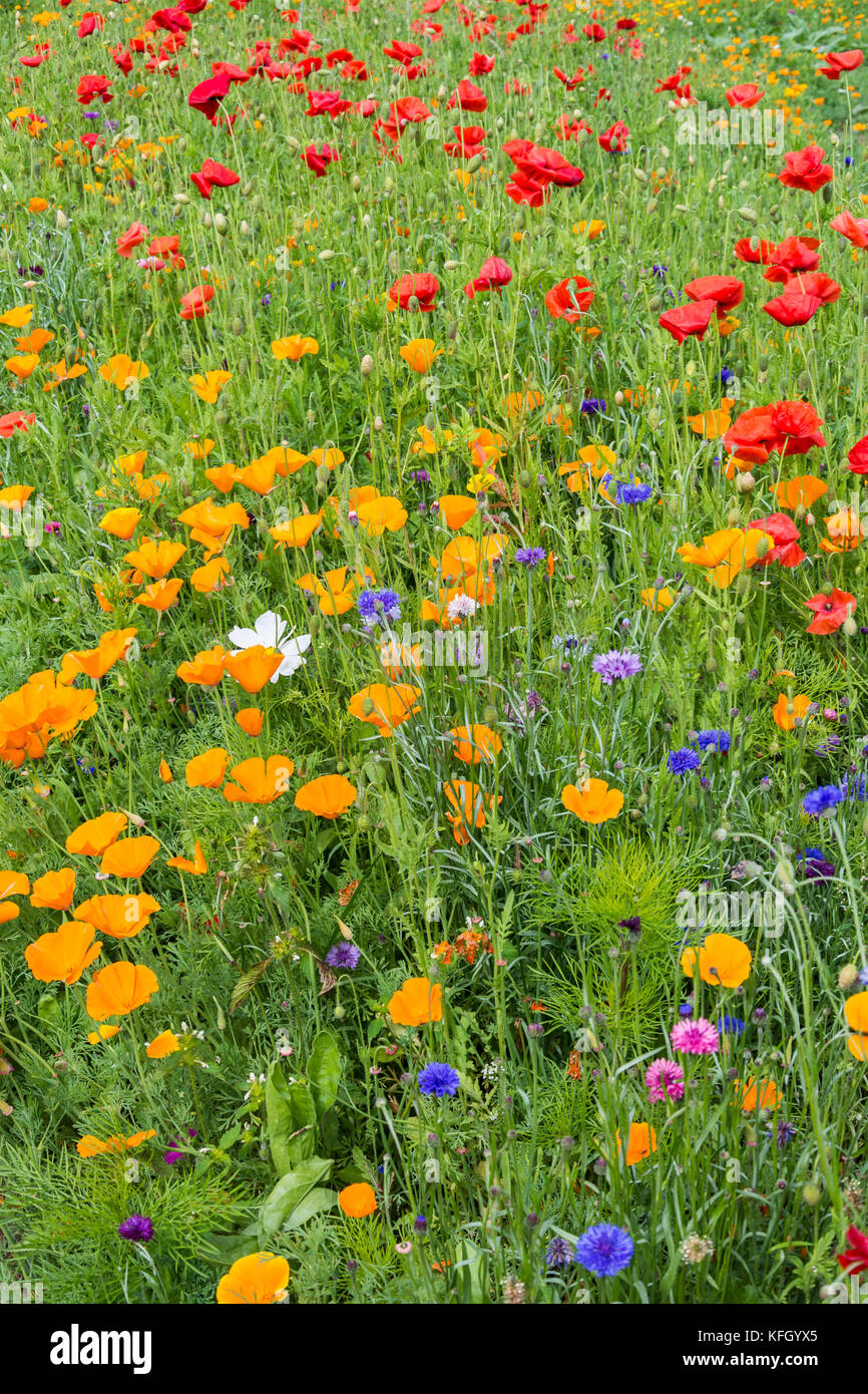 Flora and fauna of the united kingdom hi-res stock photography and ...