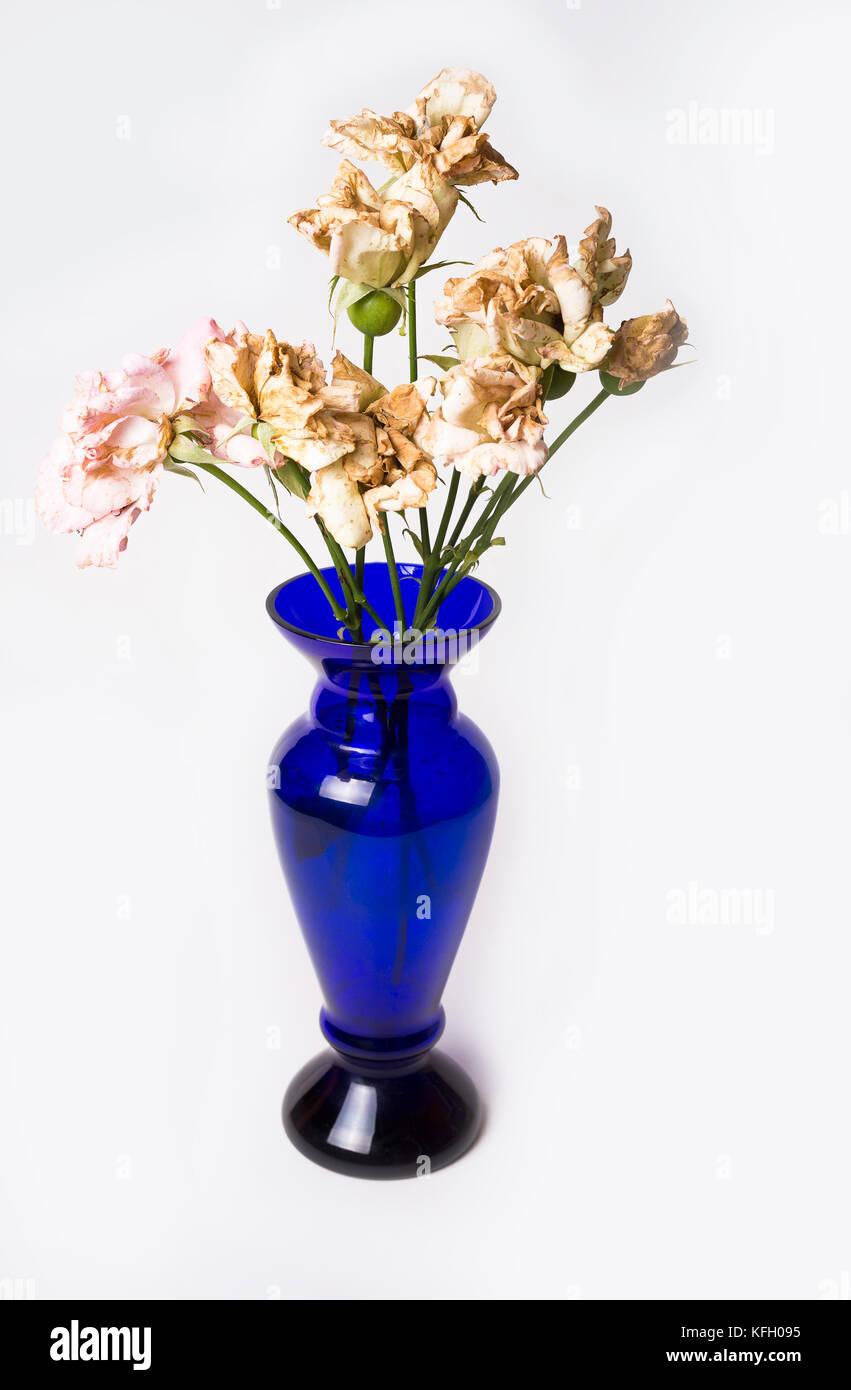 Dead roses in blue vase on the white background Stock Photo - Alamy