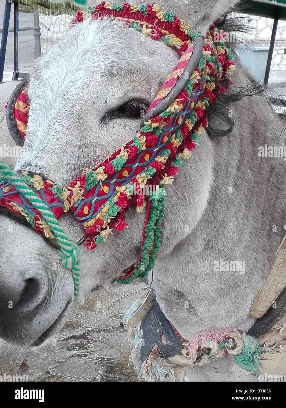 Spanish donkey hi-res stock photography and images - Alamy