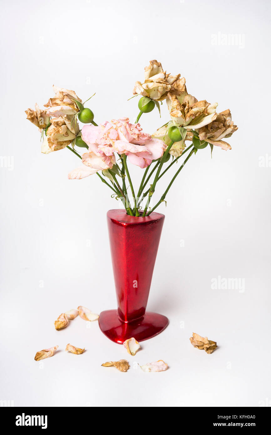 Dead roses in the red vase on the white background Stock Photo - Alamy