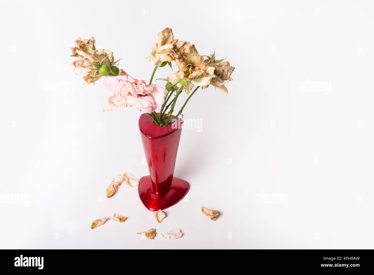 Dead roses in red vase on the white background Stock Photo - Alamy