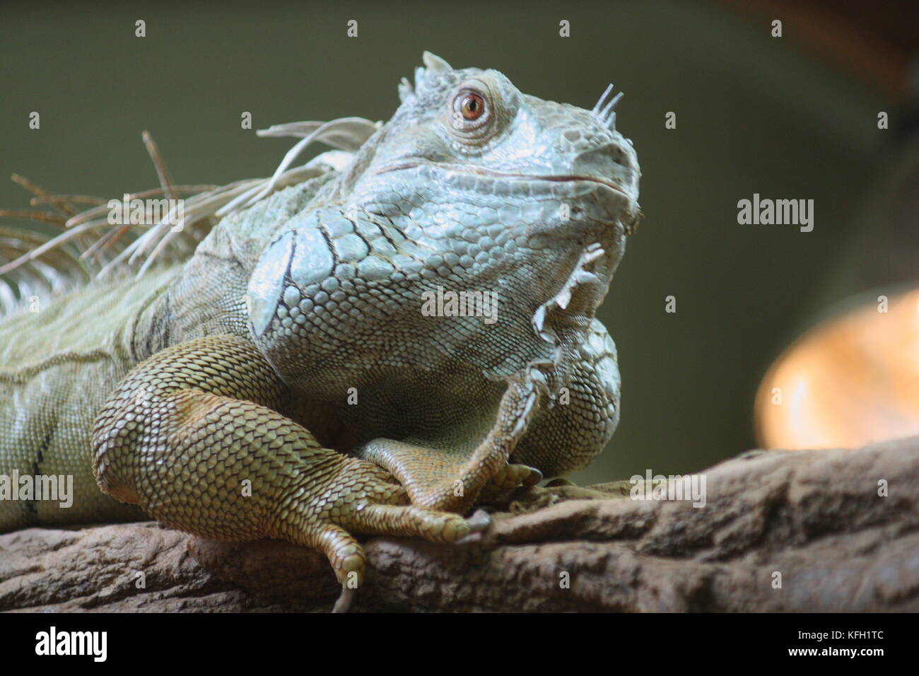 Waran hi-res stock photography and images - Alamy