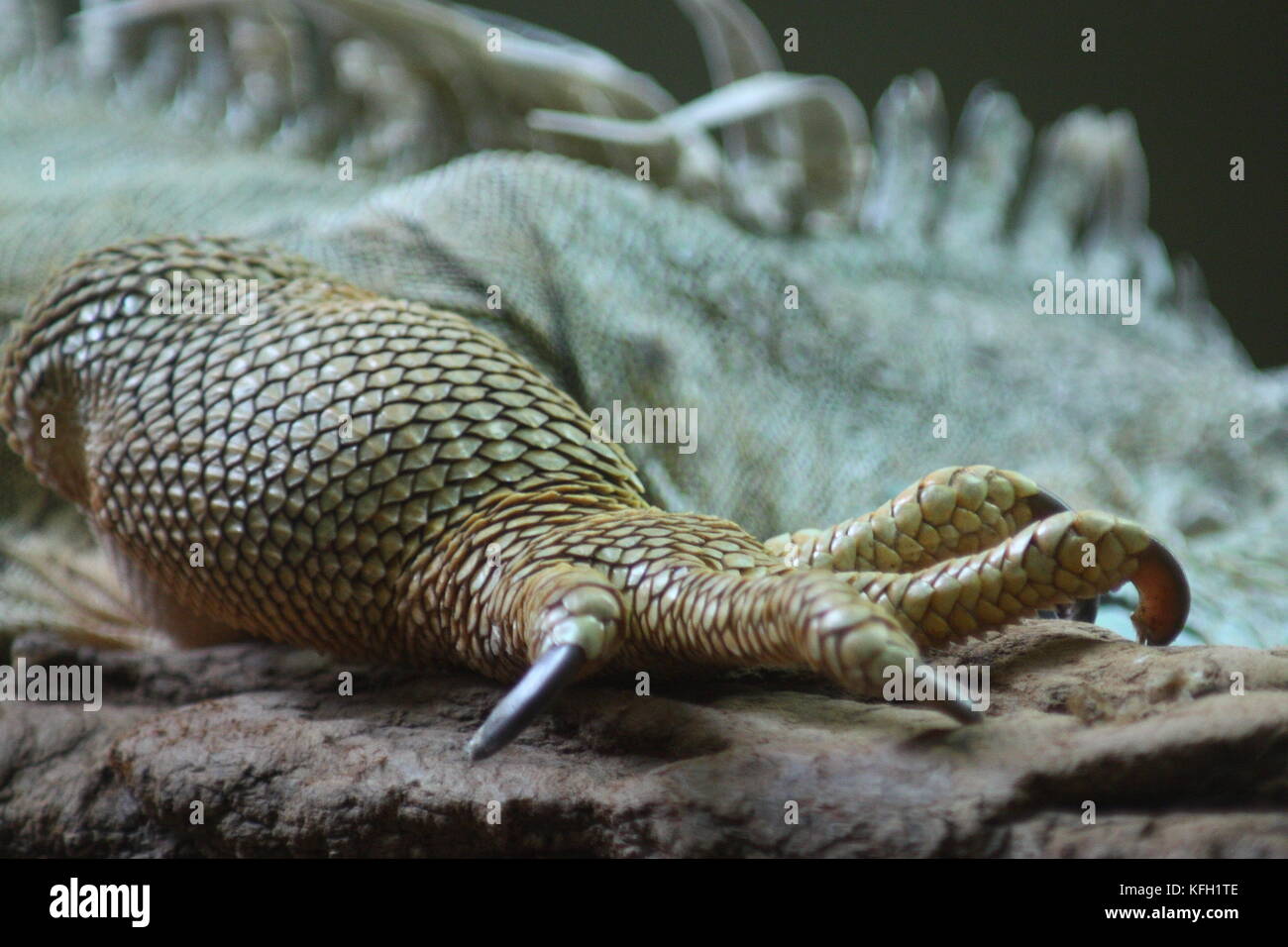 Waran Stock Photo - Alamy