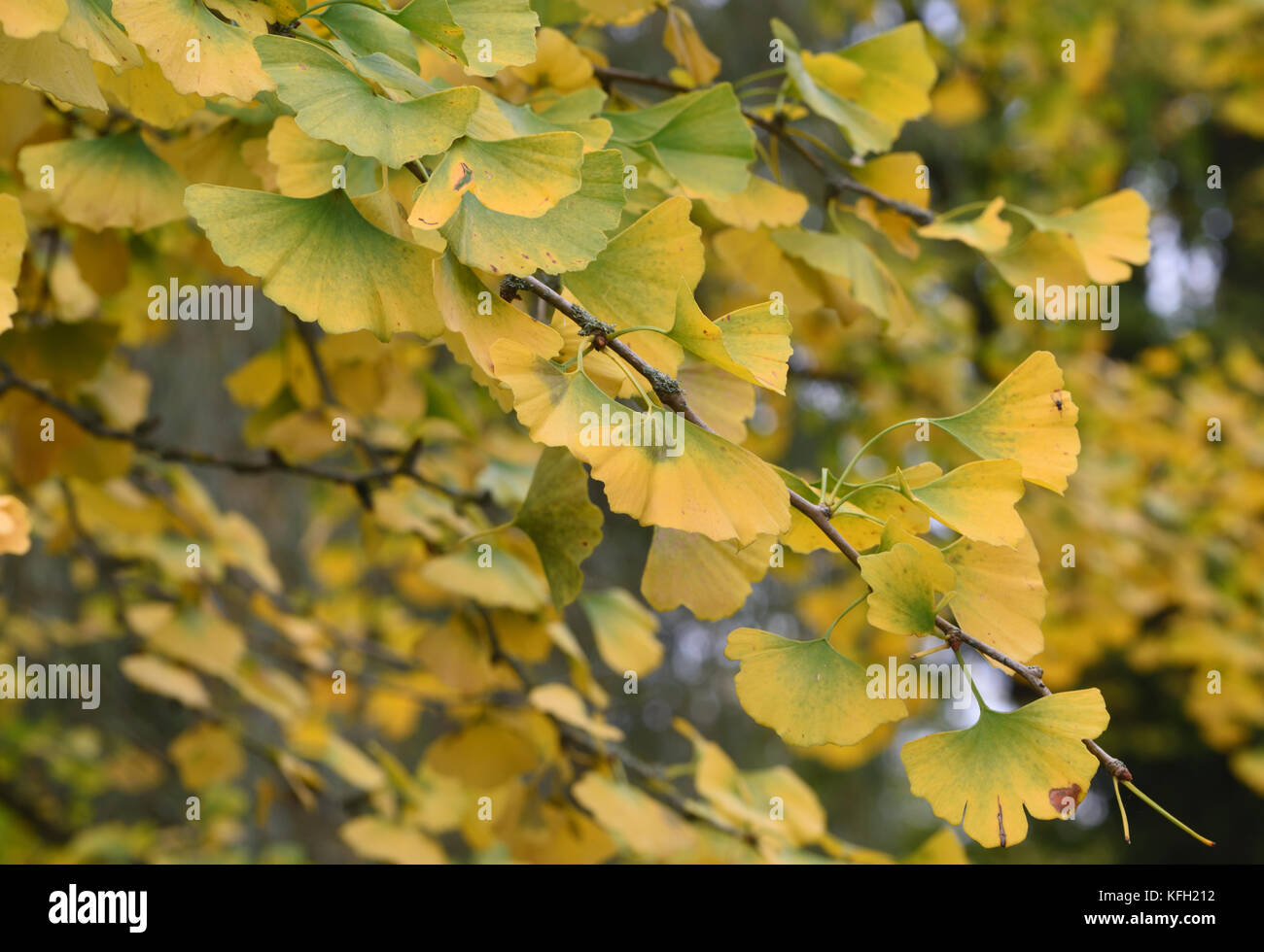 Yellowing autumn leaves of Ginkgo biloba or maidenhair tree. Winchester, Hampshire, UK Stock ...