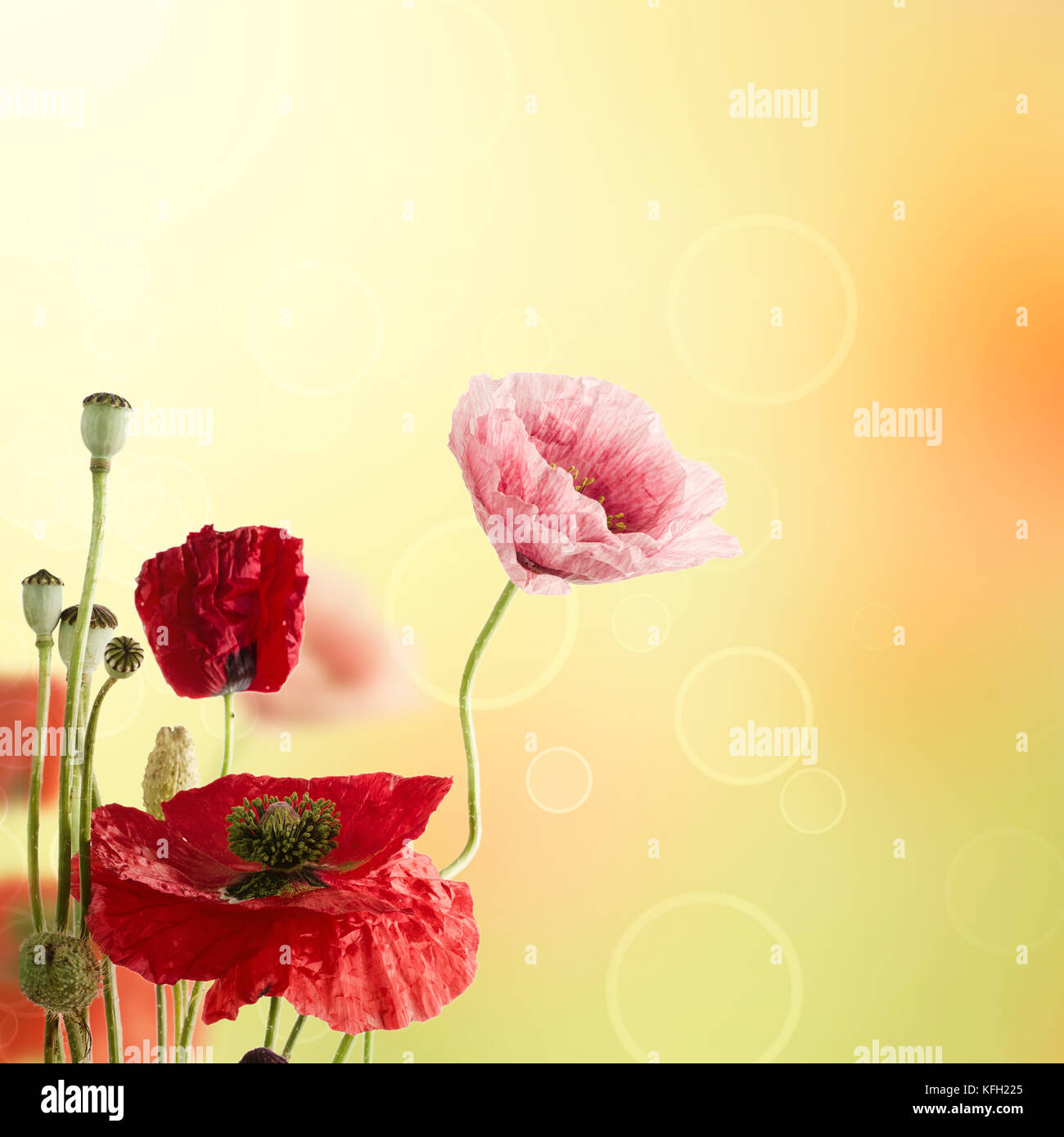 Poppy flowers background Stock Photo - Alamy