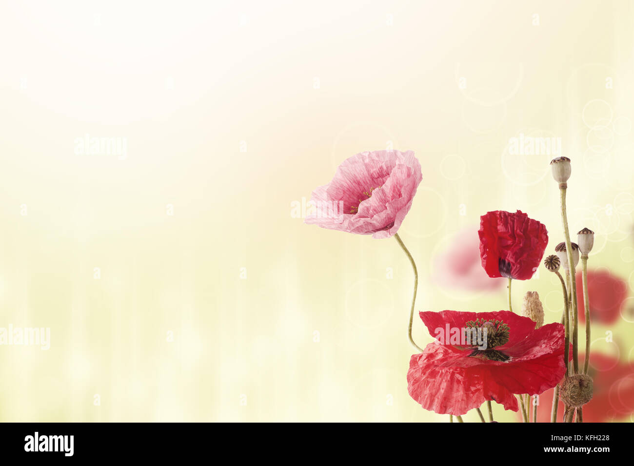 Poppy flowers background Stock Photo - Alamy
