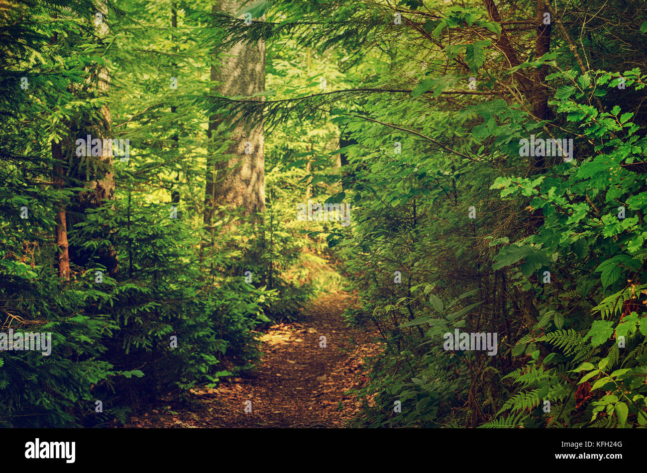 Summer green forest Stock Photo - Alamy