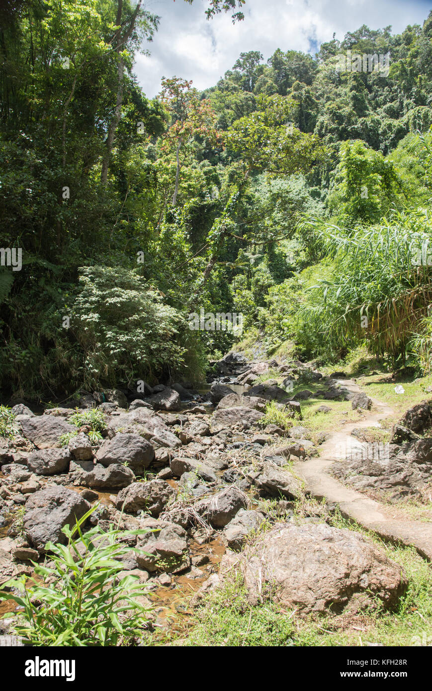 Tree fern rainforest fiji hi-res stock photography and images - Alamy