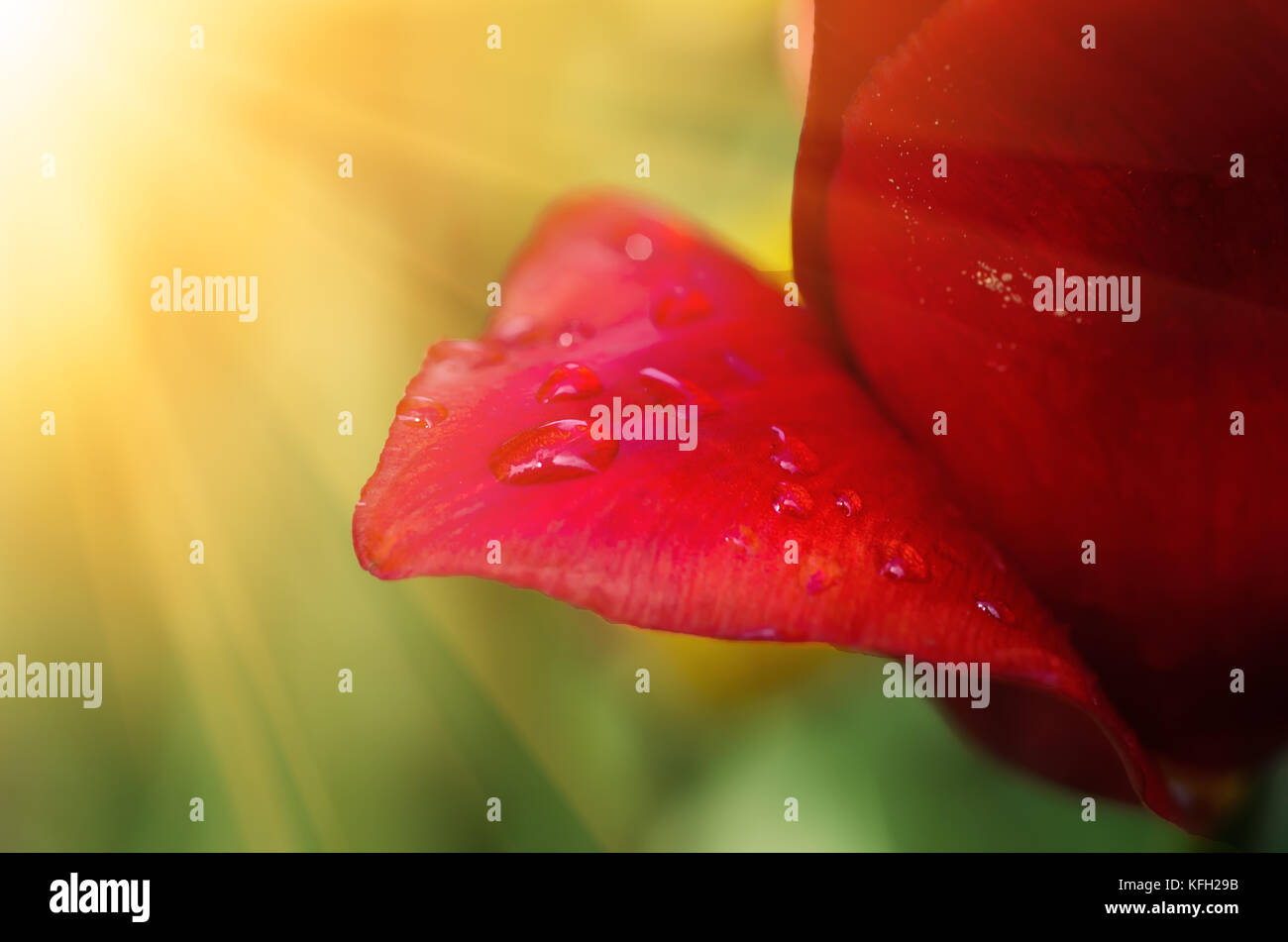 Tulip petal with drop Stock Photo - Alamy