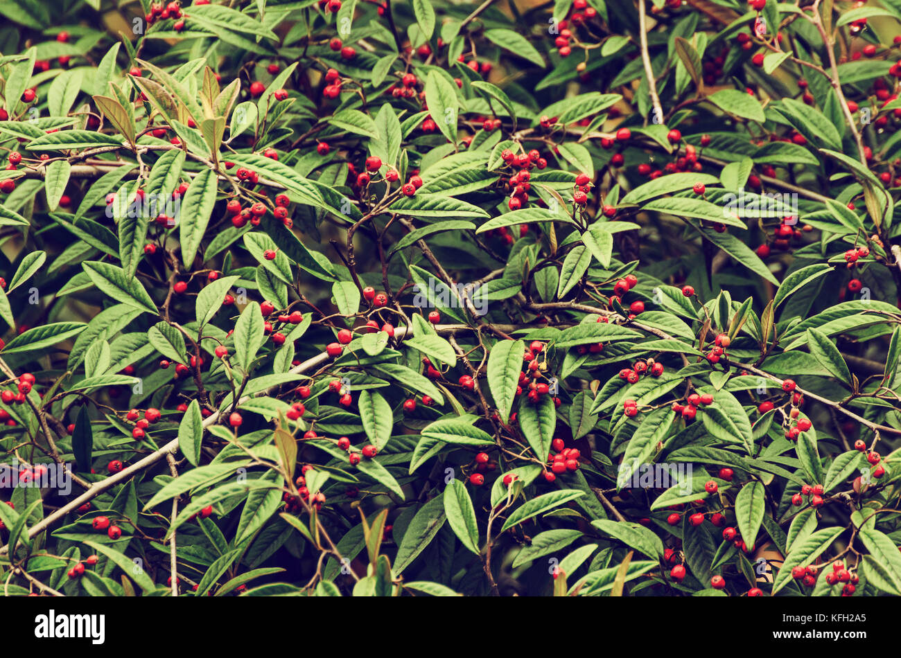 Autumn berries texture Stock Photo - Alamy