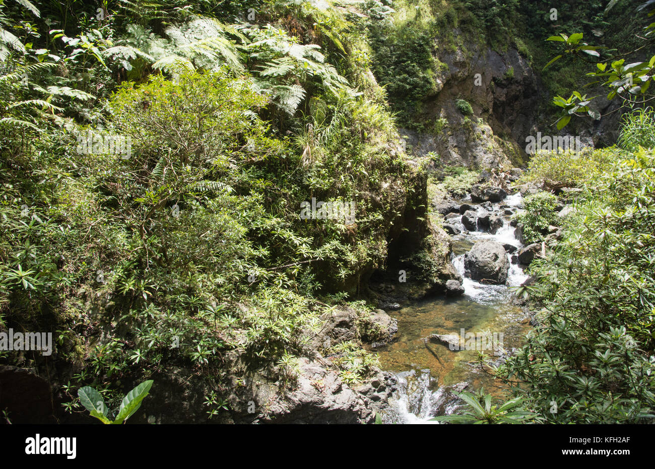 Tree fern rainforest fiji hi-res stock photography and images - Alamy