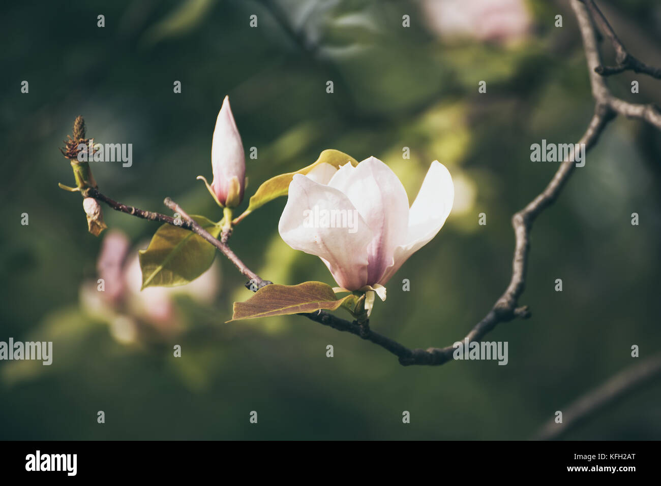 Magnolia spring flowers Stock Photo - Alamy