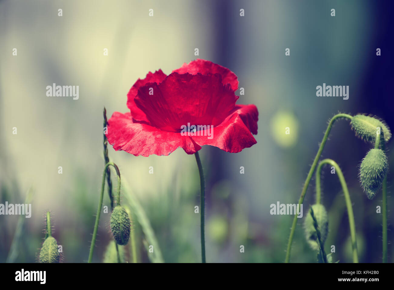 Red spring poppy Stock Photo - Alamy