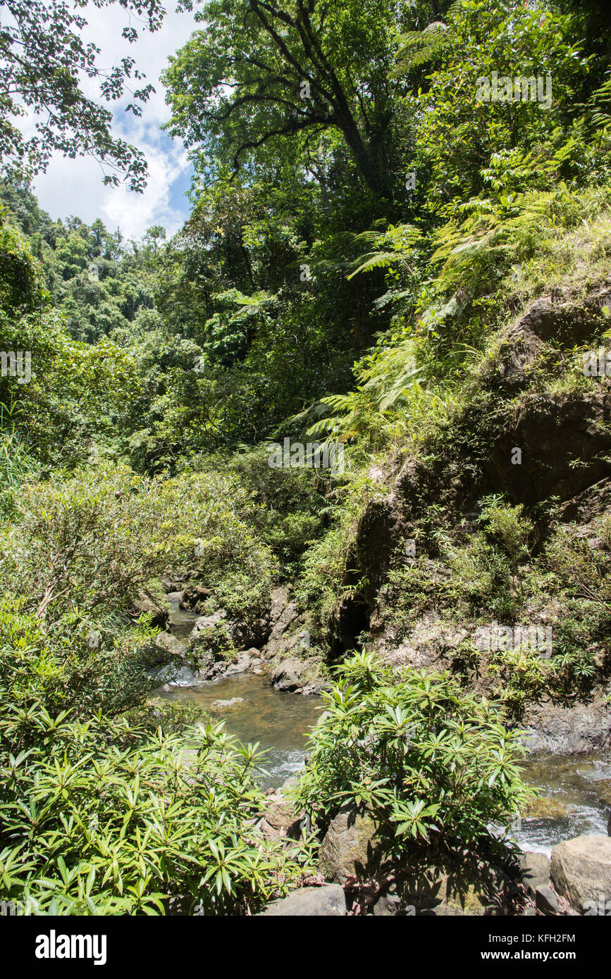 Fiji jungle hi-res stock photography and images - Alamy