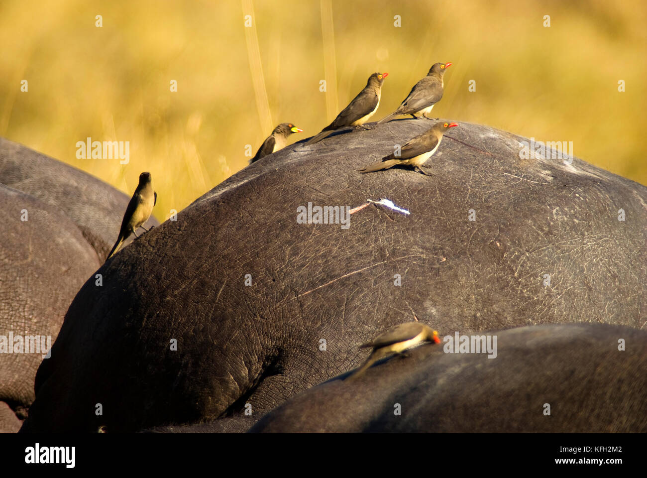 Tick eating bird hi-res stock photography and images - Alamy