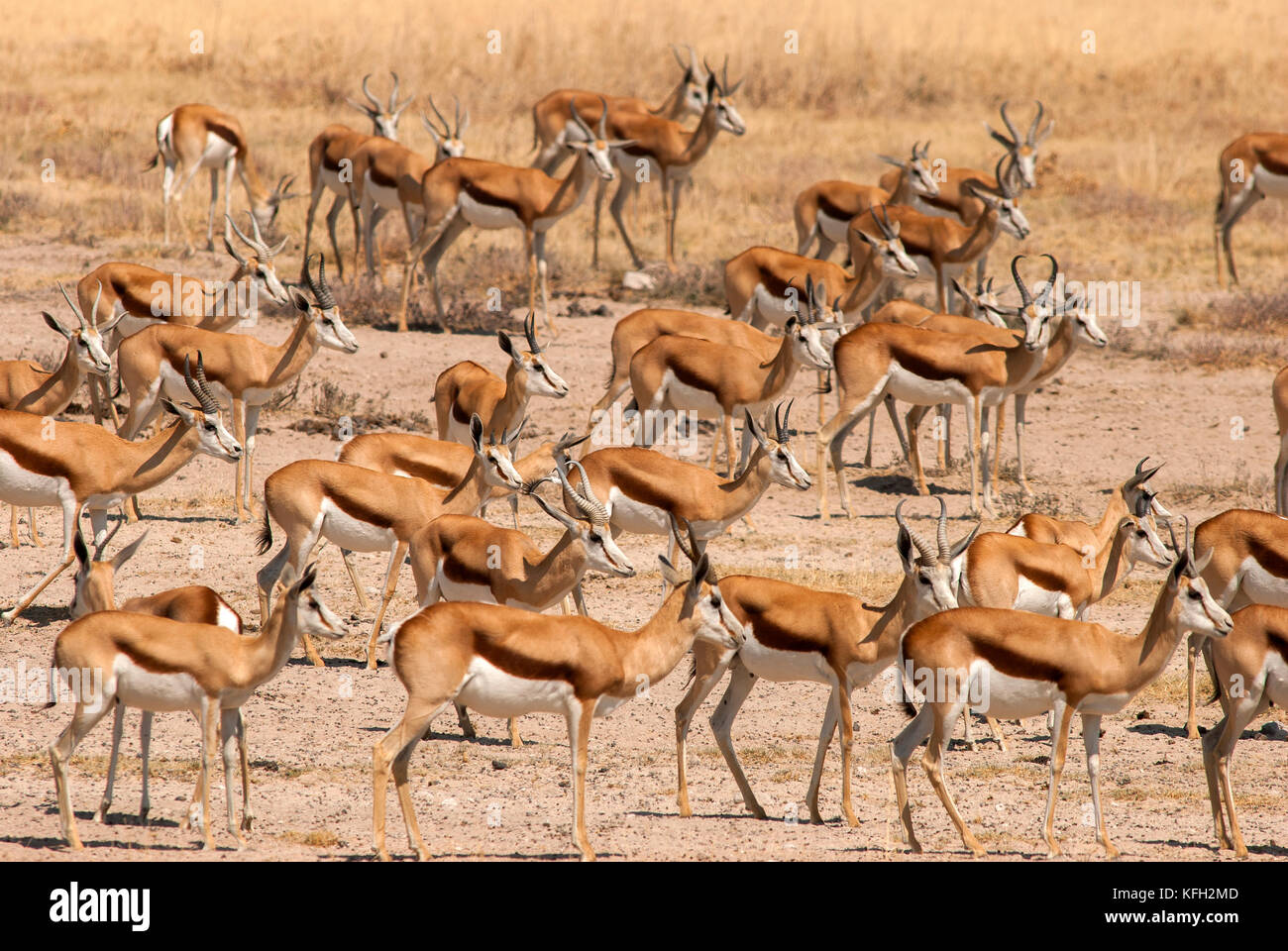 Springbok herd waiting for a drink at Salvadora waterhole because some ...