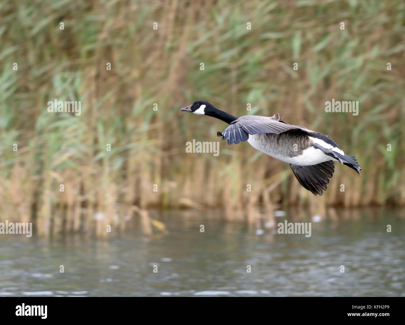 Canada geese landing on water hi-res stock photography and images - Alamy