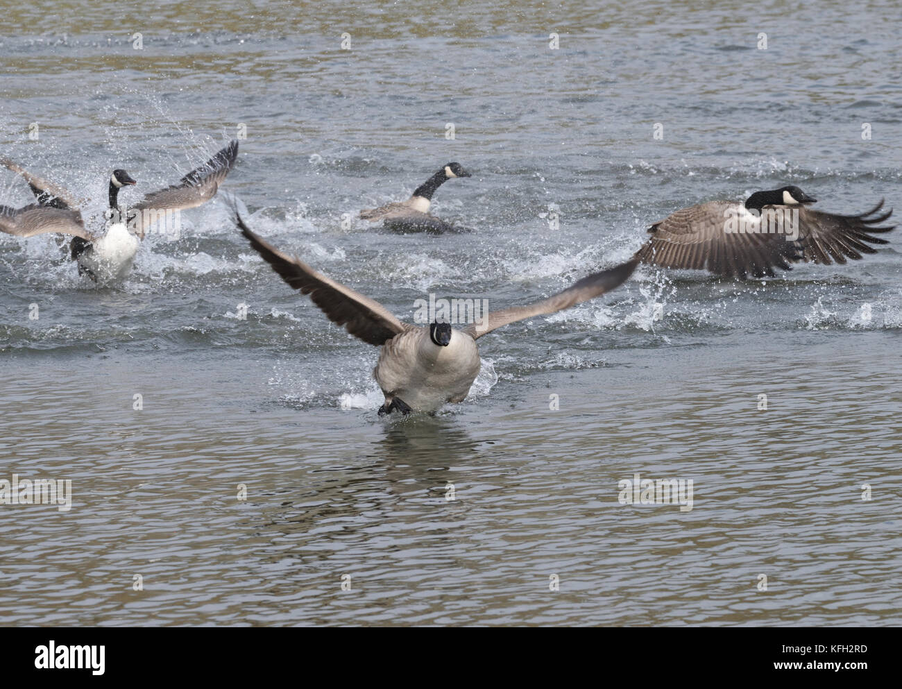 Canada geese (Branta Canadensis) splashing and displaying. Widdicombe Ley, Beesands, Devon, UK ...