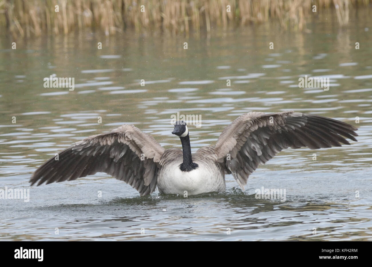 Canada goose with wings spread hi-res stock photography and images - Alamy