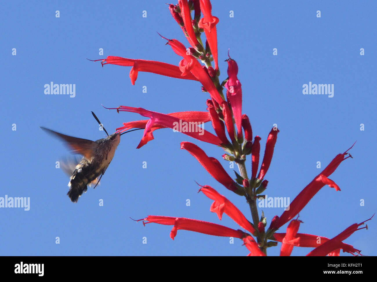 Hummingbird hawk moth uk salvia hi-res stock photography and images - Alamy