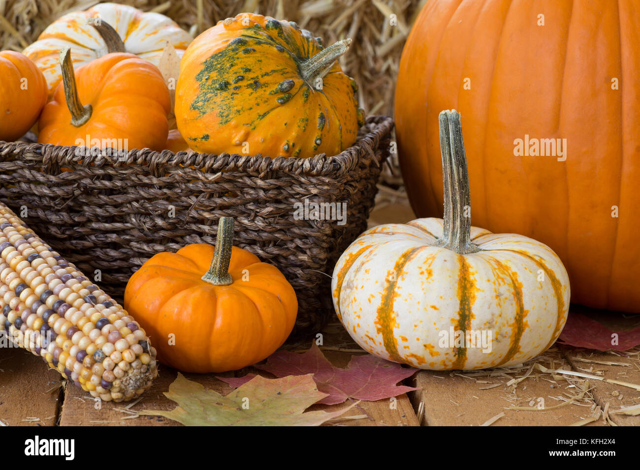 Fall harvest pumpkins gourds hi-res stock photography and images - Alamy