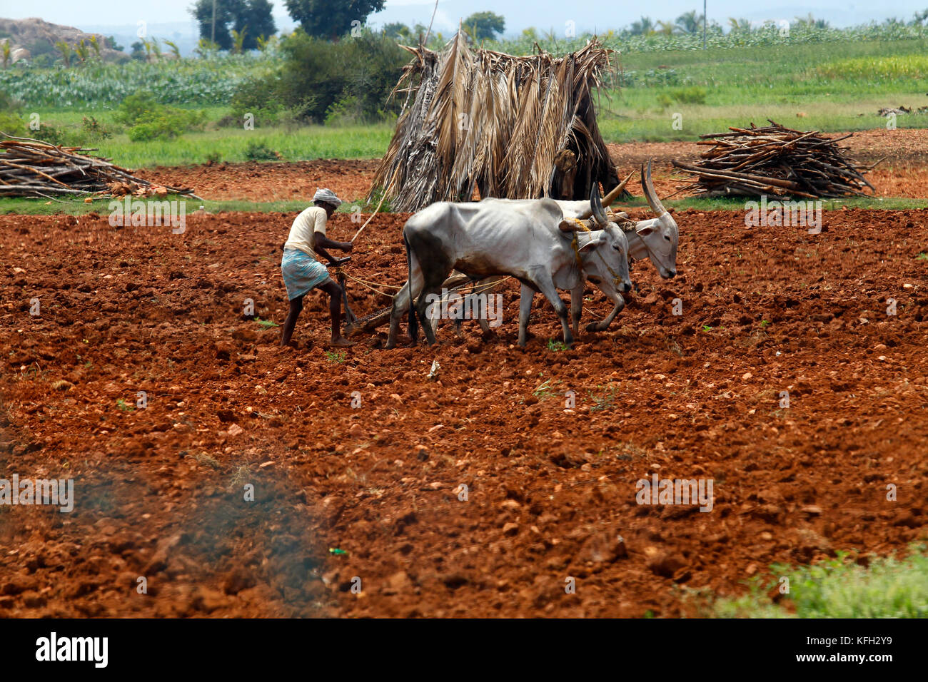Indian man working on the field in the interior of Karnataka, India ...
