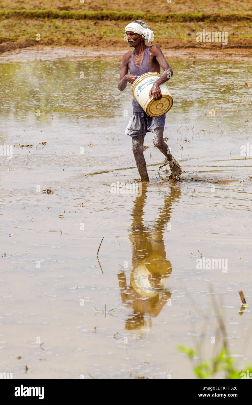 Indian man working on the field, Karnataka, India Stock Photo - Alamy