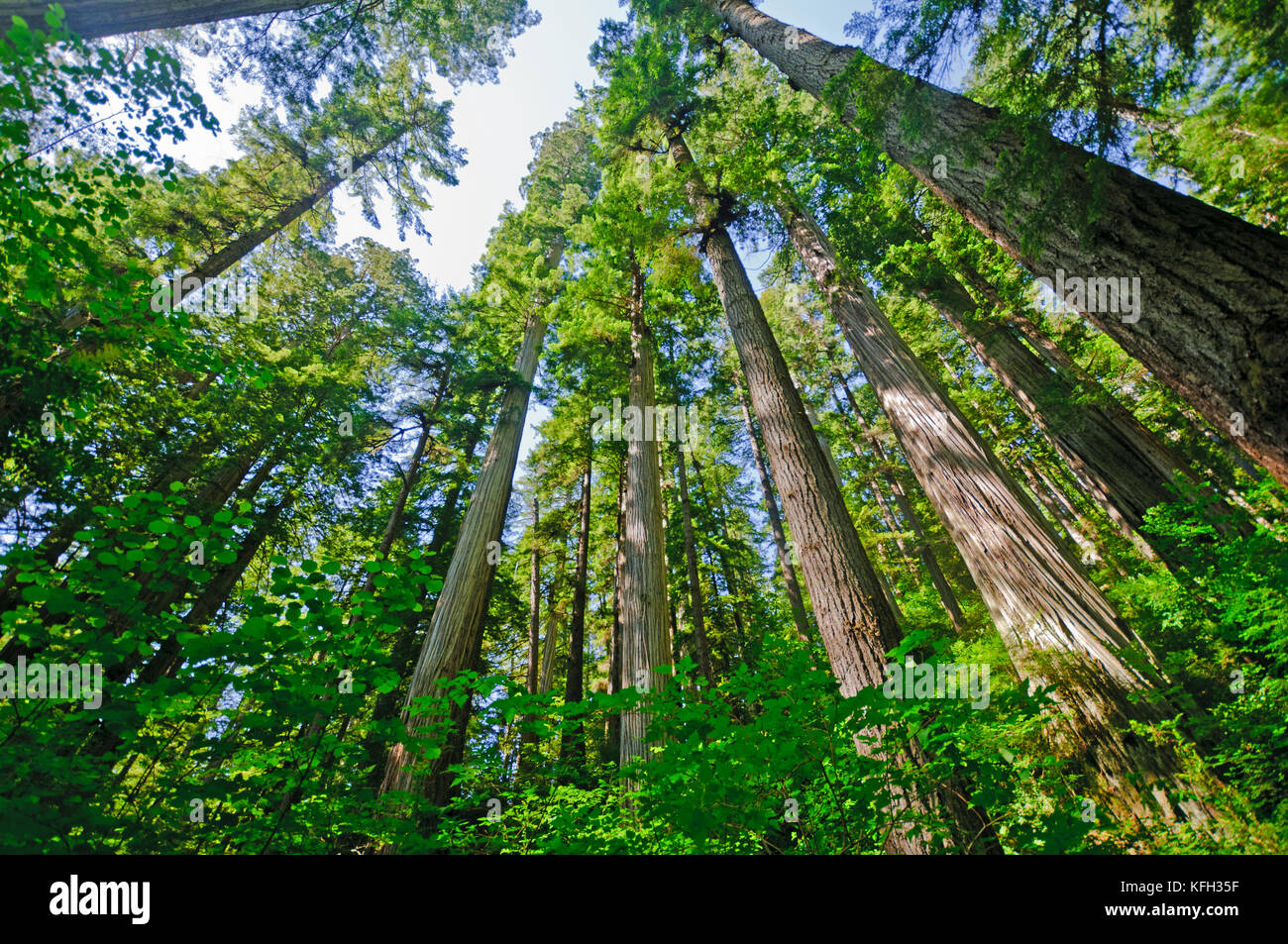 Coastal Redwoods in Redwood National Park IN California Stock Photo - Alamy
