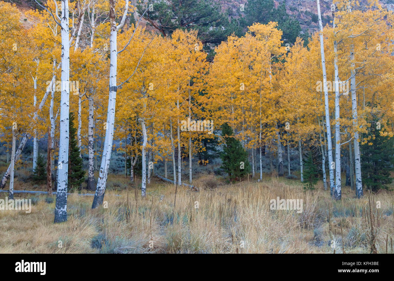 Aspen trees (Populus tremuloides) at their peak fall foliage colors ...