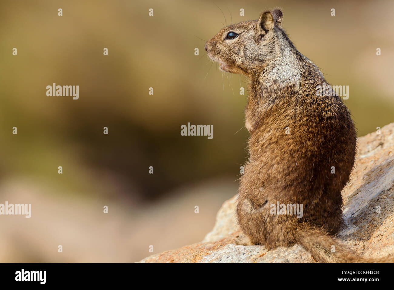 Ground squirrel (Otospermophilus beecheyi) at its natural habitat in ...