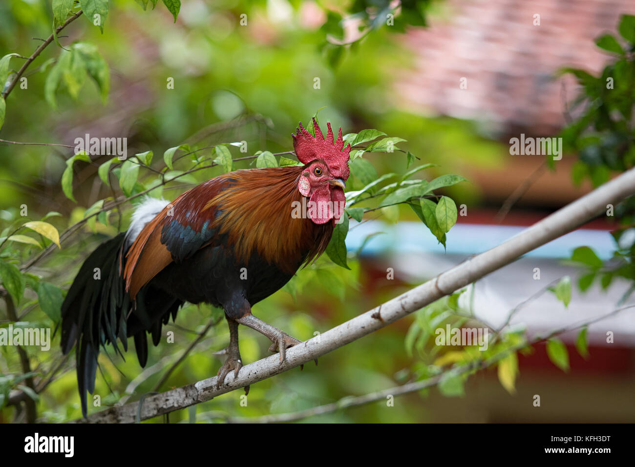 red jungle fowl walking on tree branch Stock Photo - Alamy