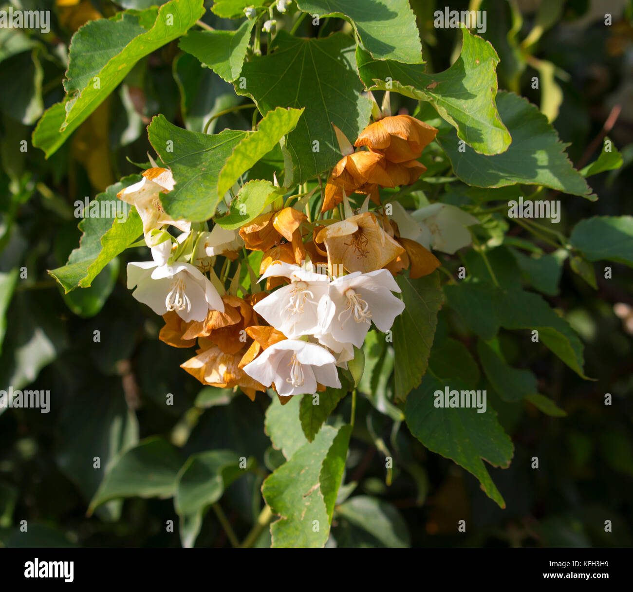 Delicate hanging dainty fragrant white cup shaped ornamental drooping ...