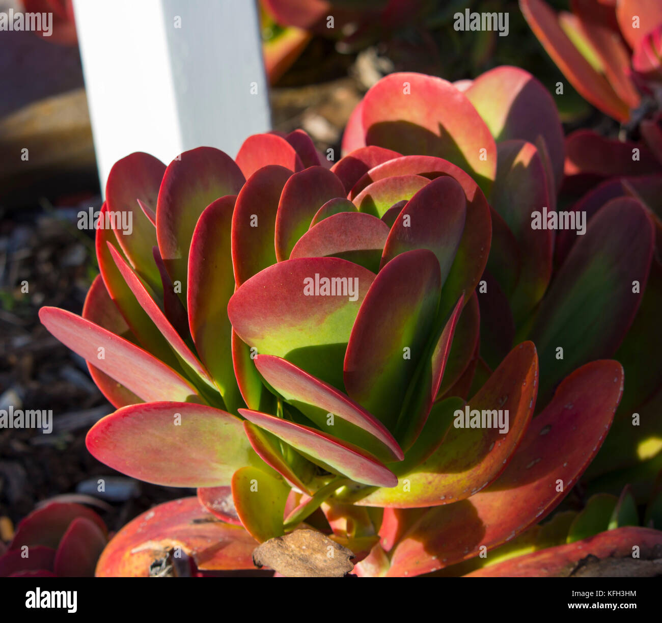 Flapjack cactus or paddle plant kalanchoe luciae makes a dramatic ...