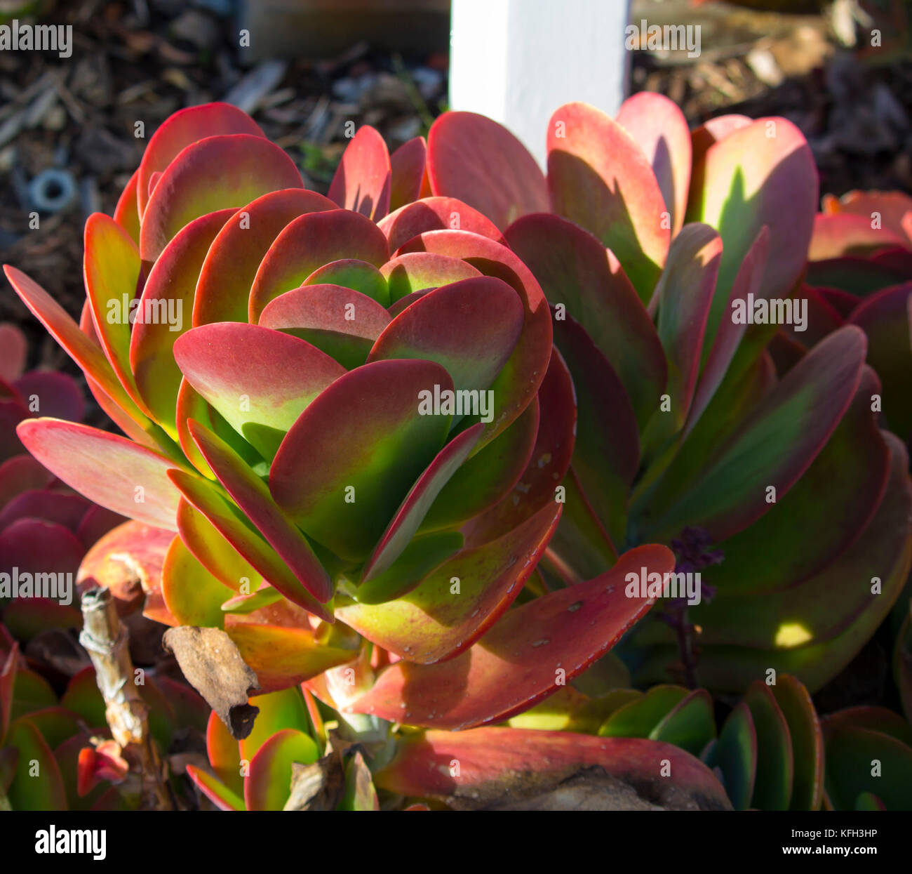 Flapjack cactus or paddle plant kalanchoe luciae makes a dramatic ...