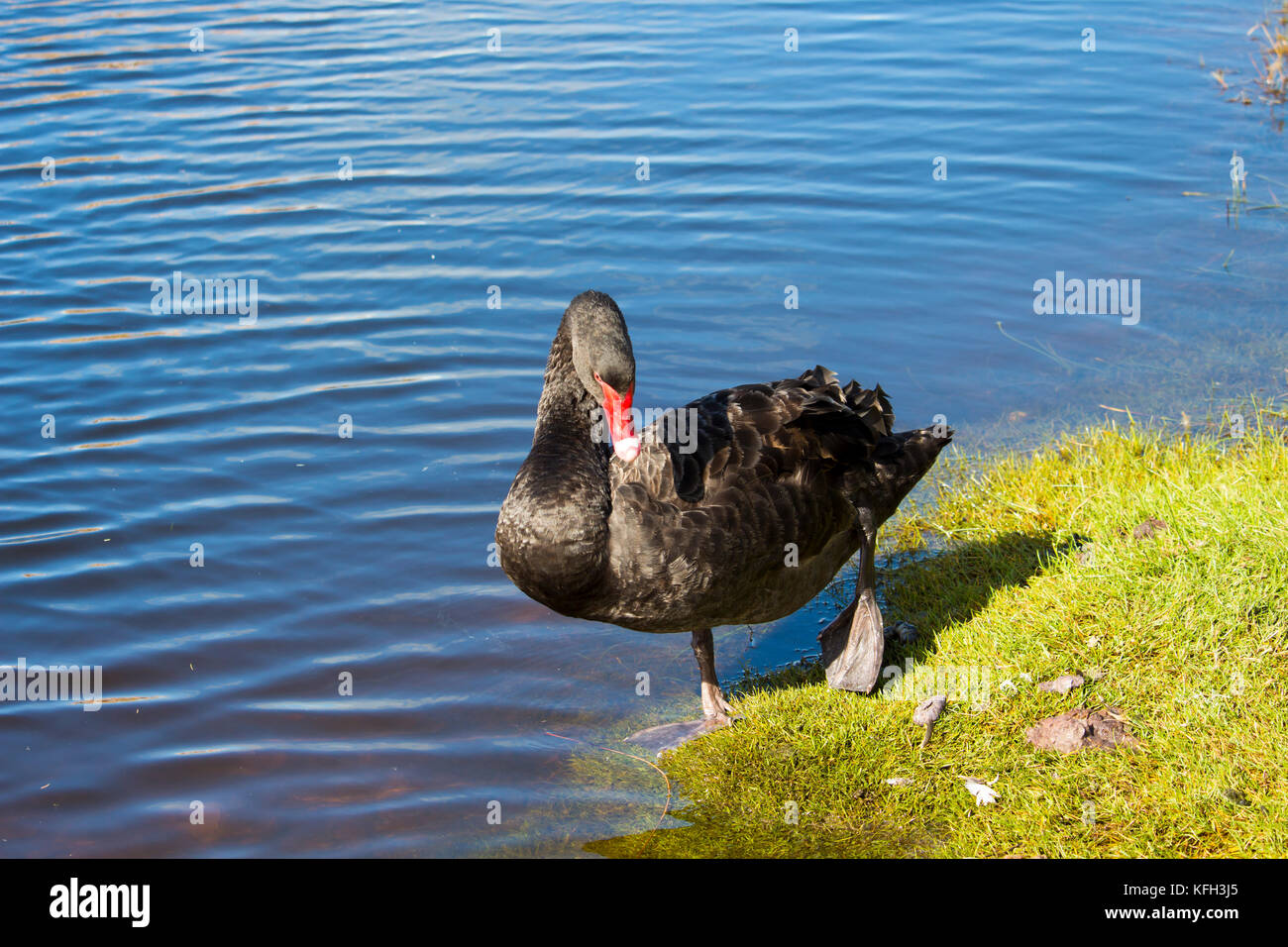 Australian Black Swan Nest High Resolution Stock Photography and Images - Alamy