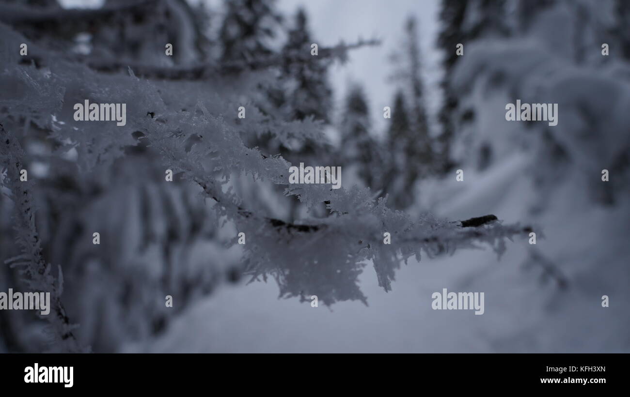Hiking in the Pacific Northwest, Washington State Stock Photo - Alamy
