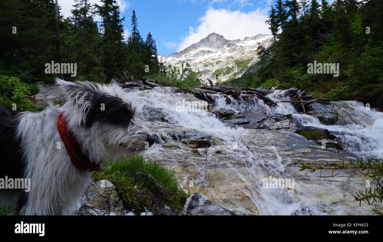 Hiking in the Pacific Northwest, Washington State Stock Photo - Alamy