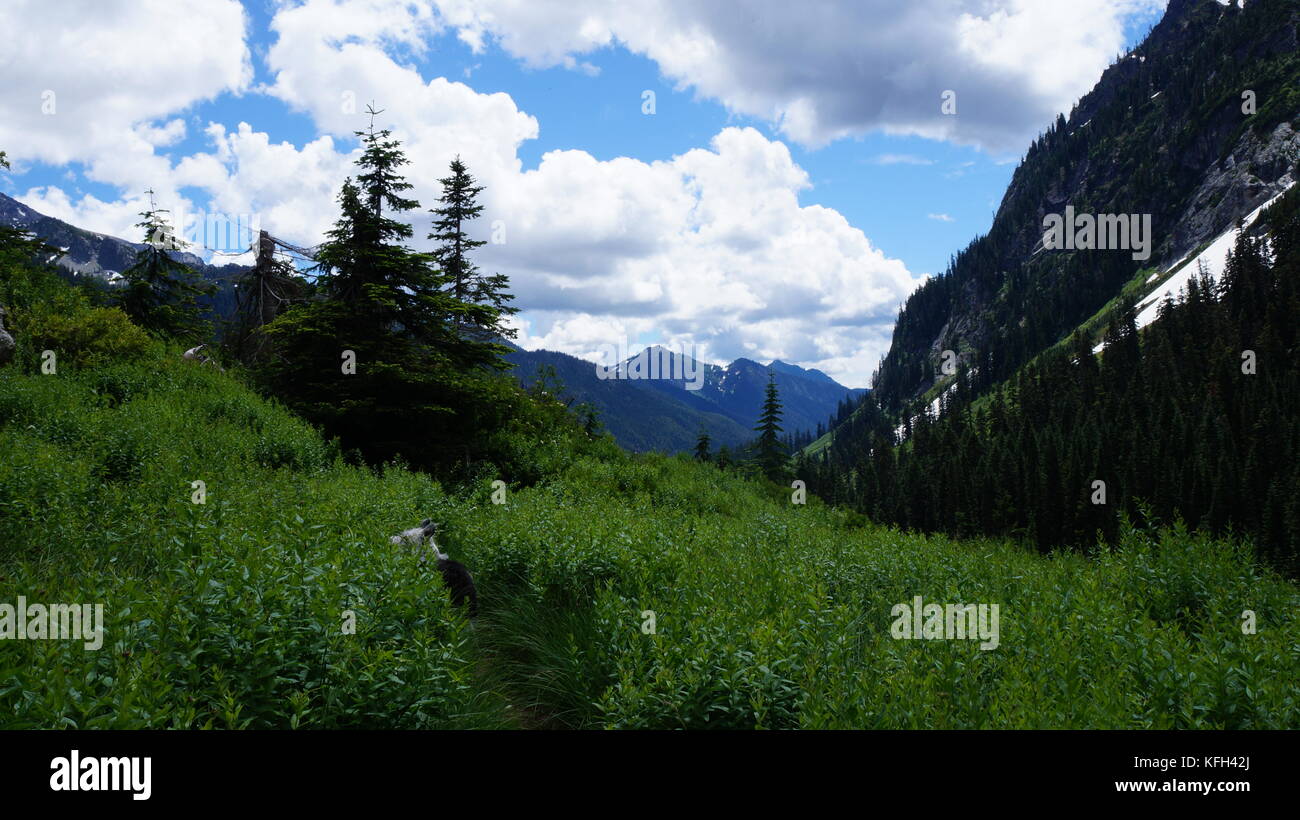 Hiking in the Pacific Northwest, Washington State Stock Photo - Alamy