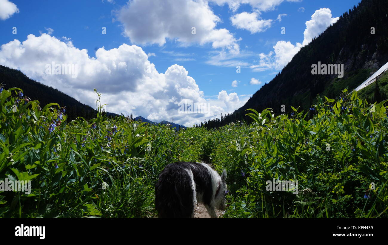 Hiking in the Pacific Northwest, Washington State Stock Photo - Alamy