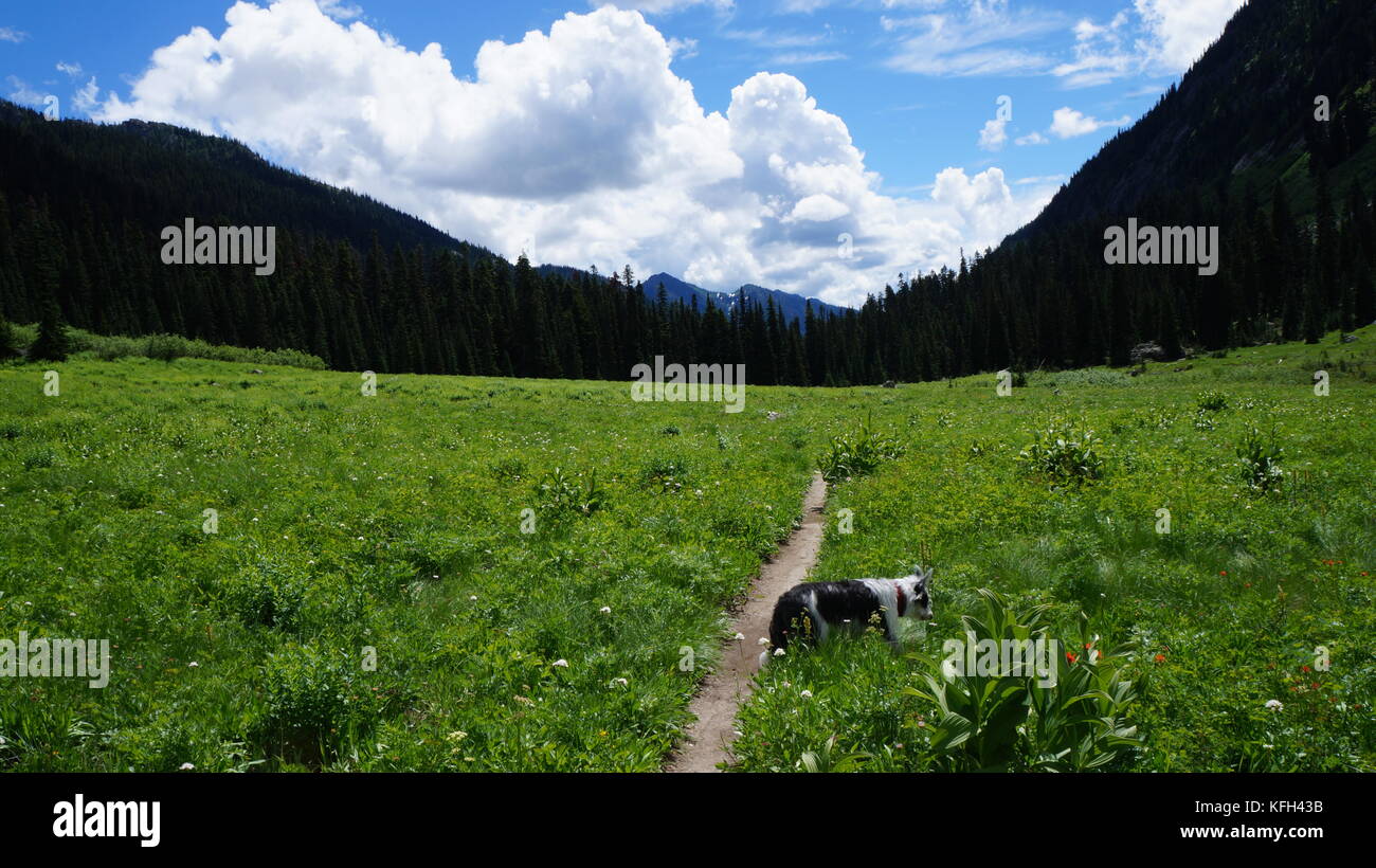 Hiking in the Pacific Northwest, Washington State Stock Photo - Alamy