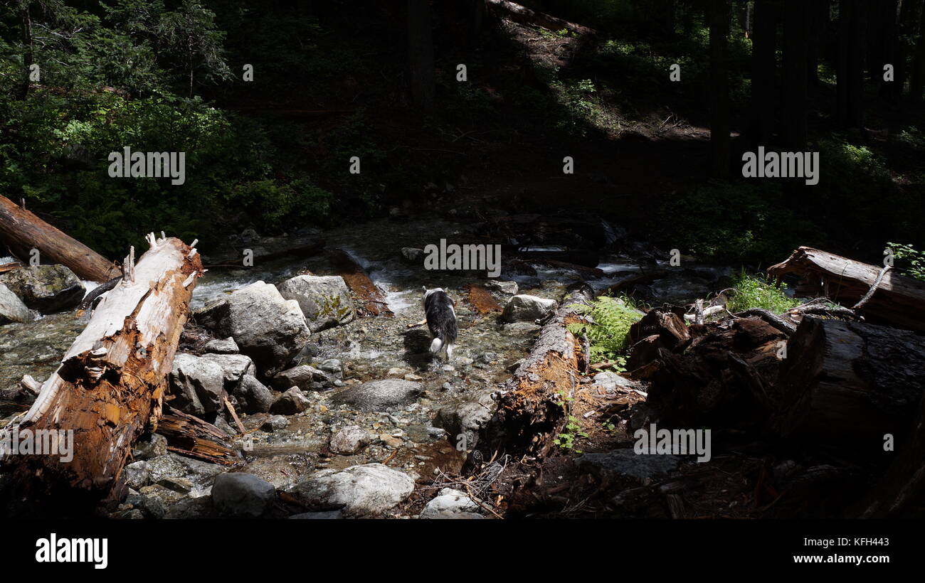 Hiking in the Pacific Northwest, Washington State Stock Photo - Alamy