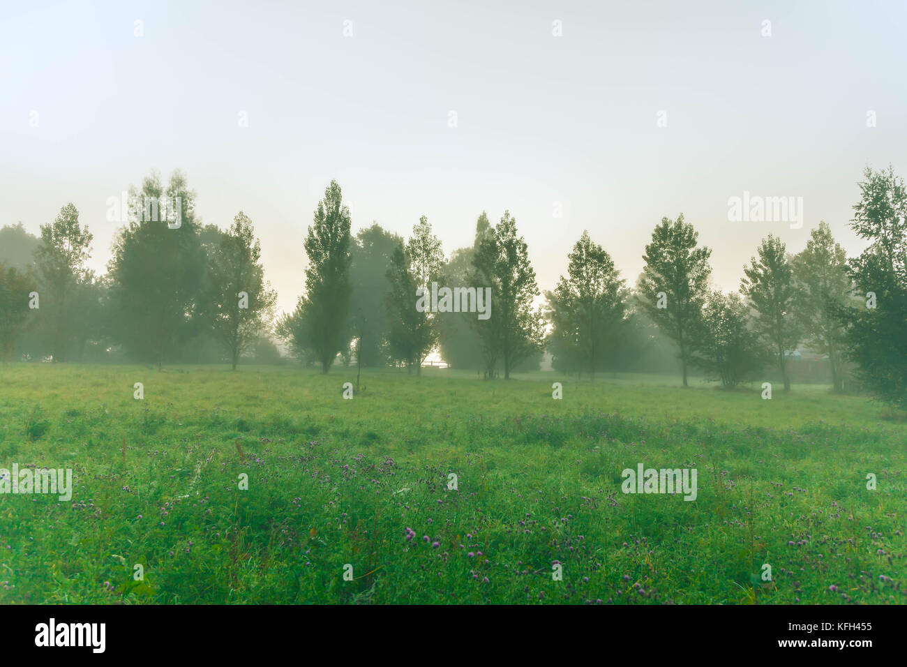 trees at dawn in autumn Stock Photo - Alamy