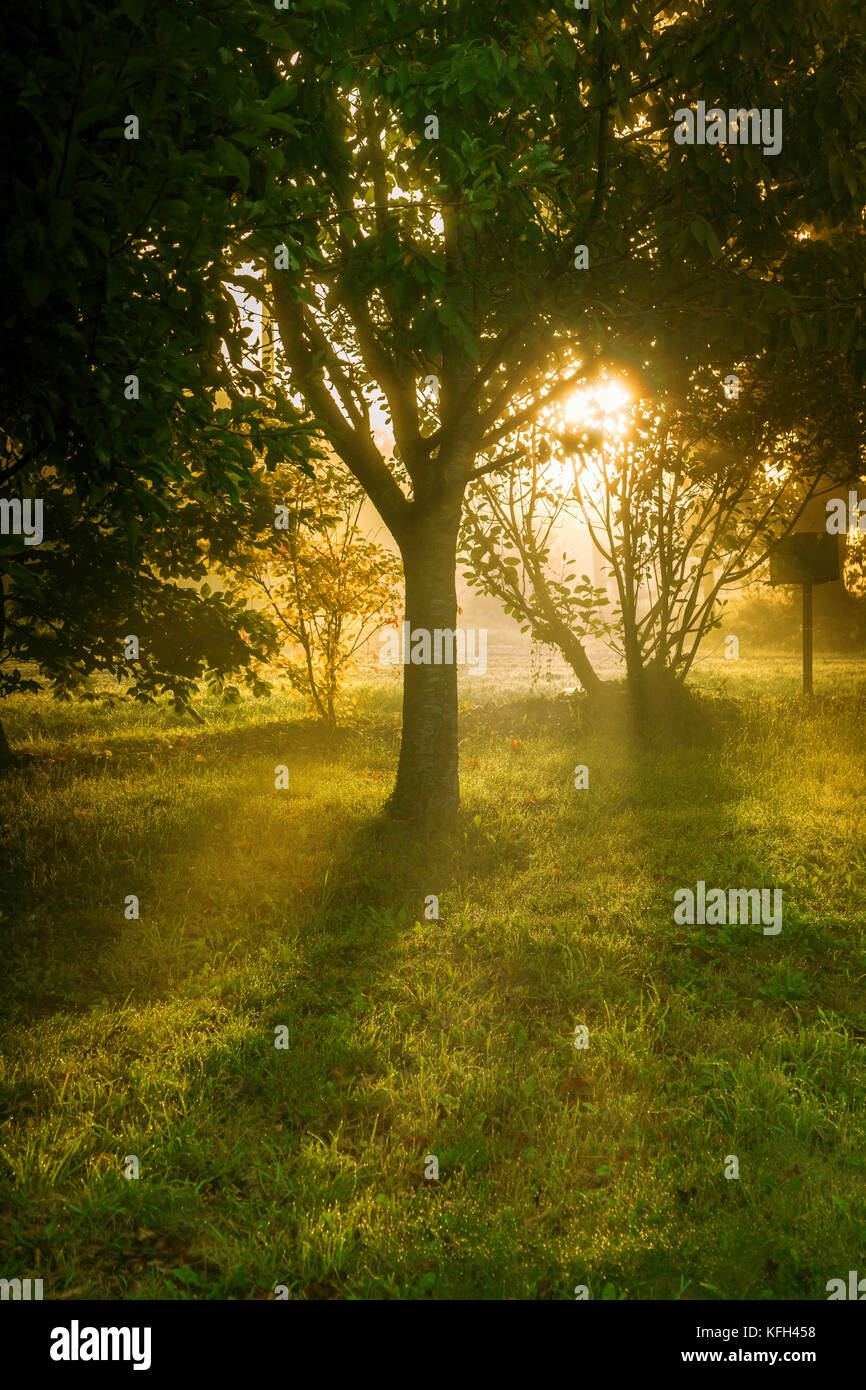 trees at dawn in autumn Stock Photo - Alamy