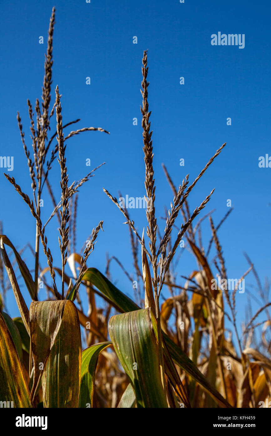 corn crop ready for harvest Stock Photo - Alamy